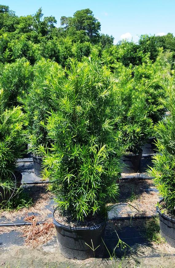 10G / 17" Full / Low Branched, Grade #1, Multi, 4.5-5ft HT, 1.5-2ft Spr