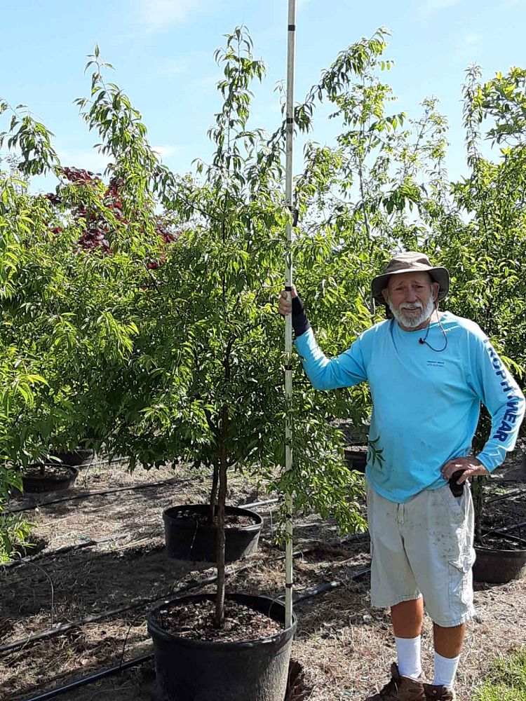 Chestnut Hill Nursery | plantANT.com