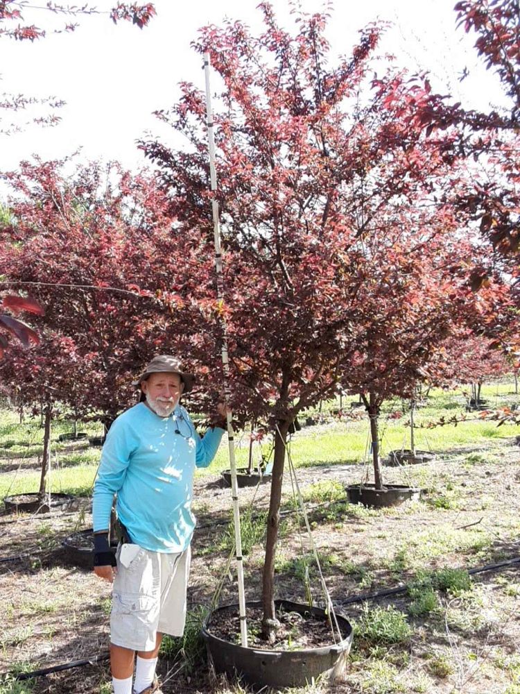 Chestnut Hill Nursery | plantANT.com