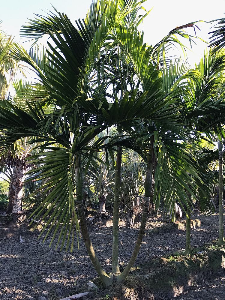 Tropical Farms Nursery | plantANT.com