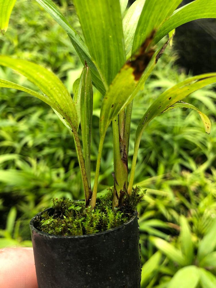 Gallery – Redland Nursery – Wholesale Nursery Homestead