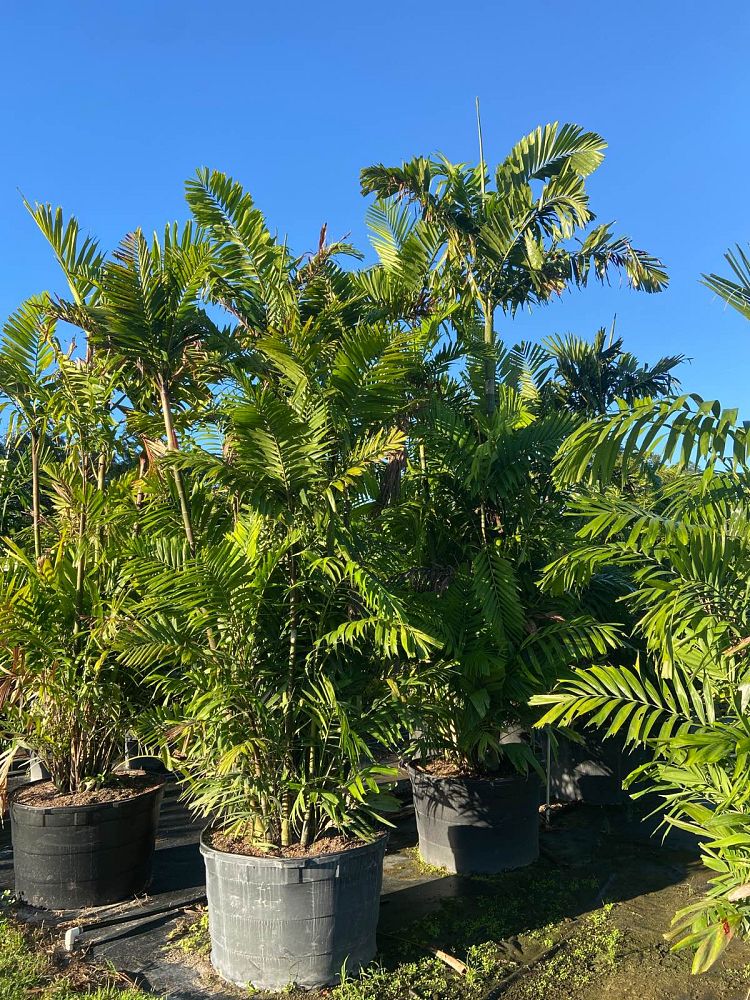 D'Asign Source Botanicals | plantANT.com