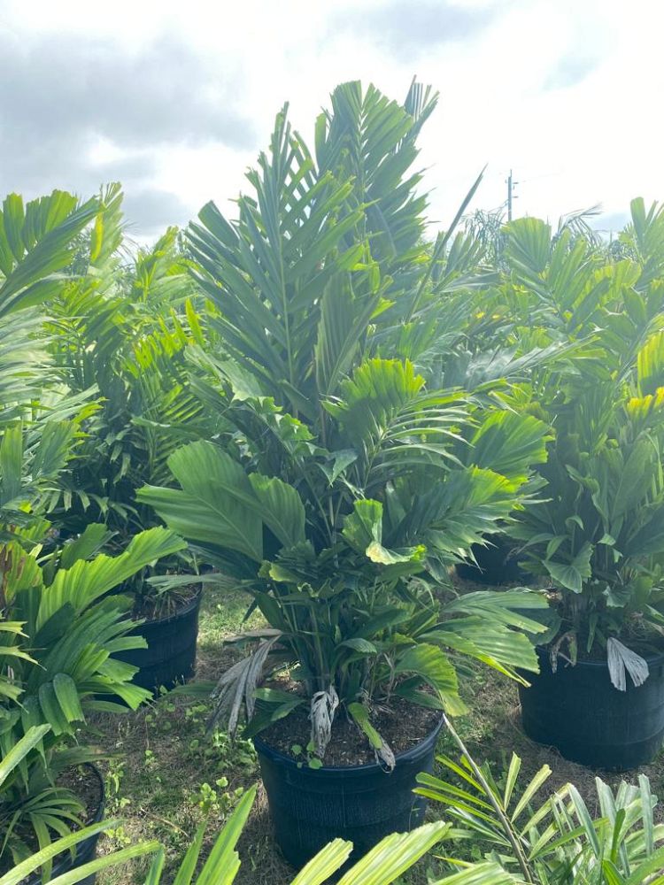 3 D's Nursery, INC | plantANT.com