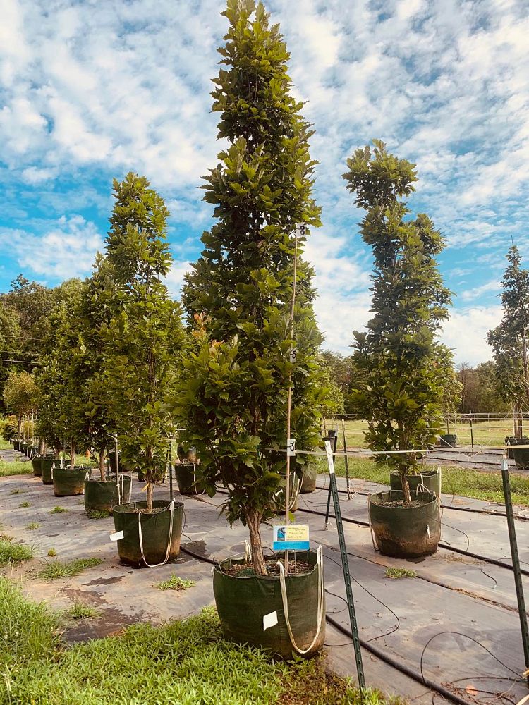 Guthrie Nursery Inc. | plantANT.com