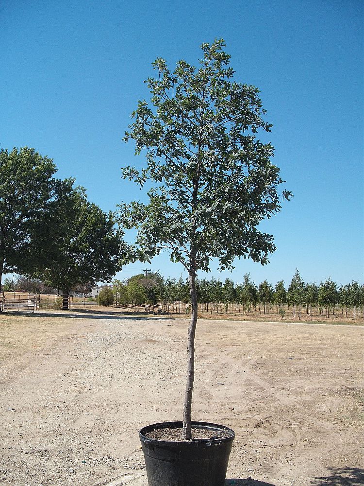 Image Gallery - Flory Tree Farm