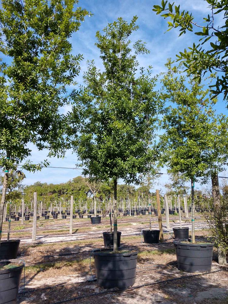 Bent Oak Tree Farm | plantANT.com