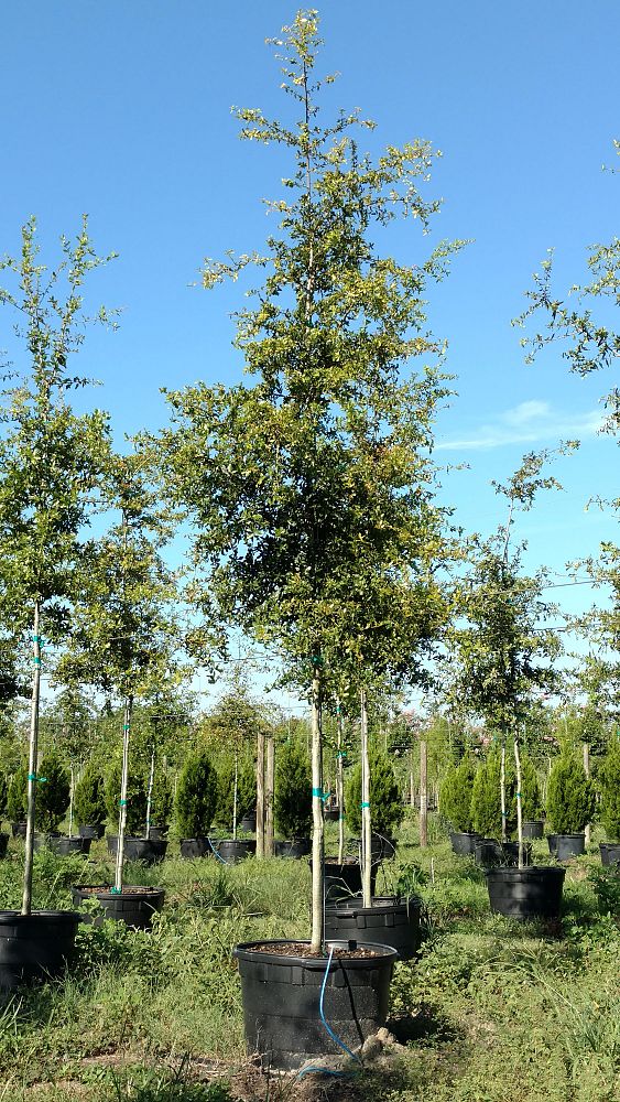 Bent Oak Tree Farm | plantANT.com