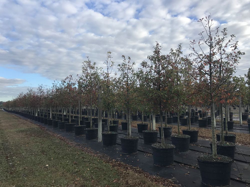 Products – Sumter Gardens Nursery