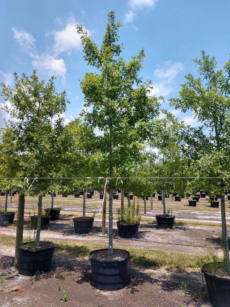 Bent Oak Tree Farm | plantANT.com