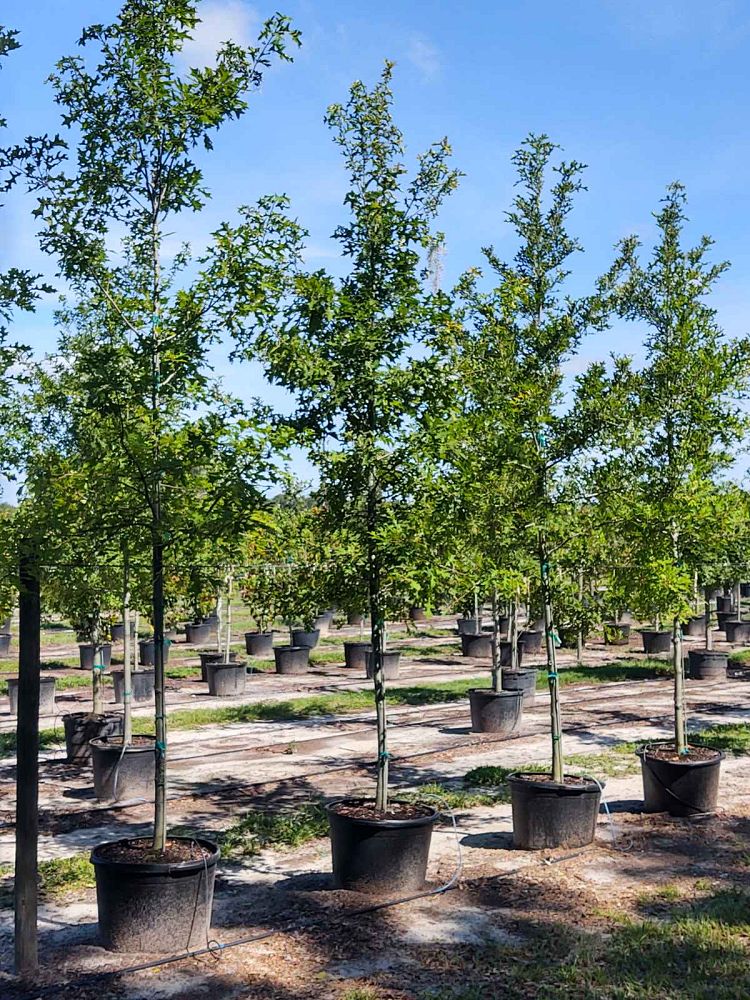 Bent Oak Tree Farm | plantANT.com