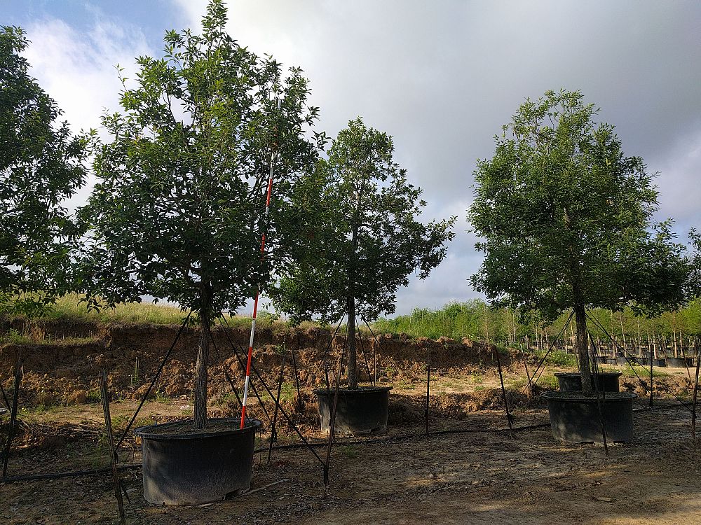 Quercus polymorpha, Polymorpha Oak, Monterrey Oak, Mexican White Oak ...