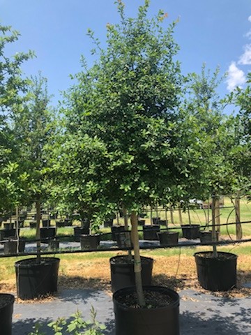 Hott Tree Farm | plantANT.com