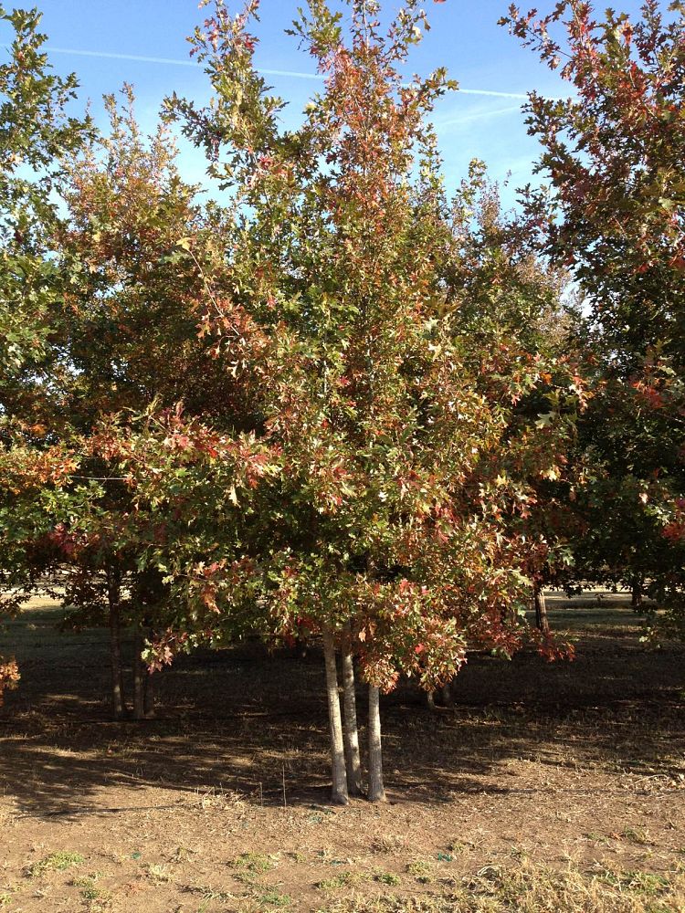 Big Red Tree Farms | plantANT.com