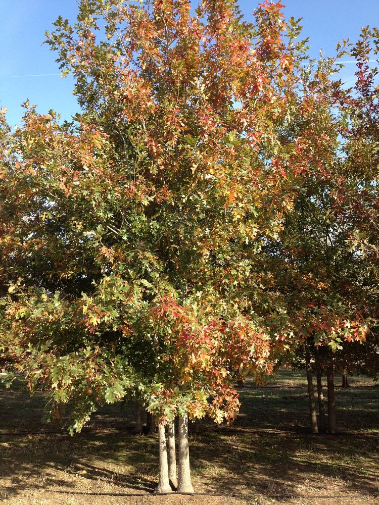 Big Red Tree Farms | plantANT.com