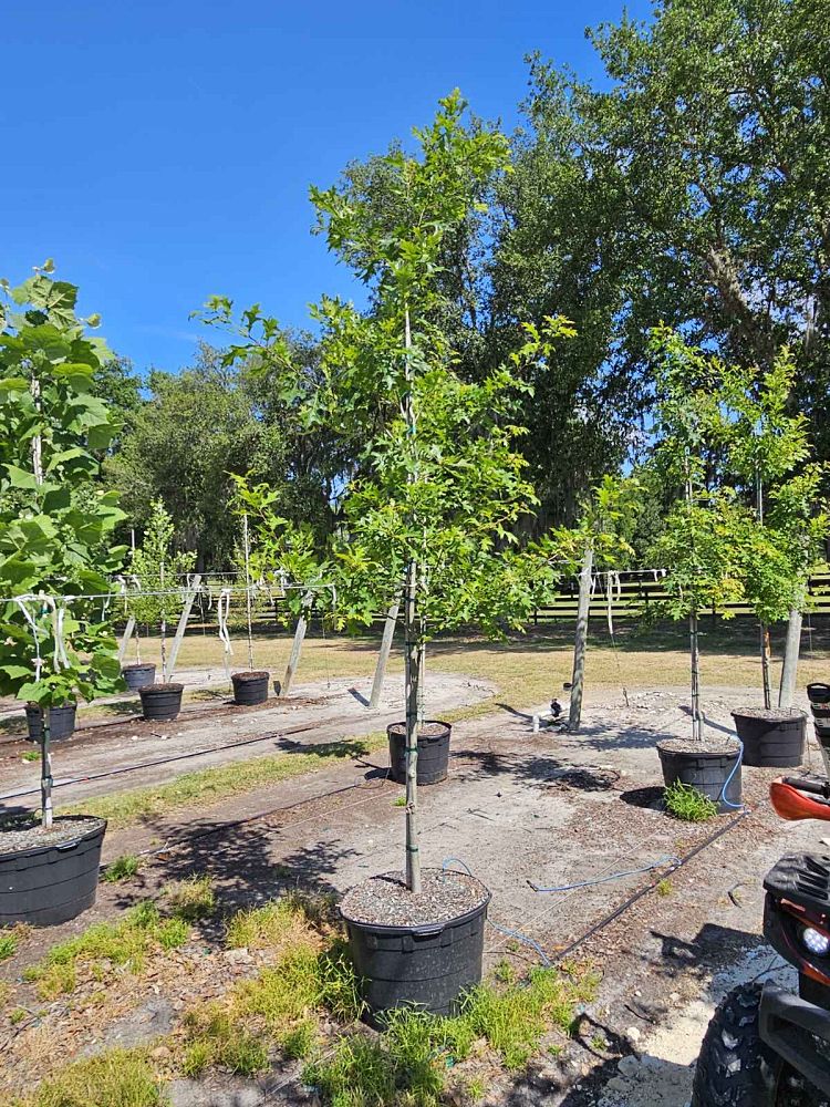 Bent Oak Tree Farm | plantANT.com