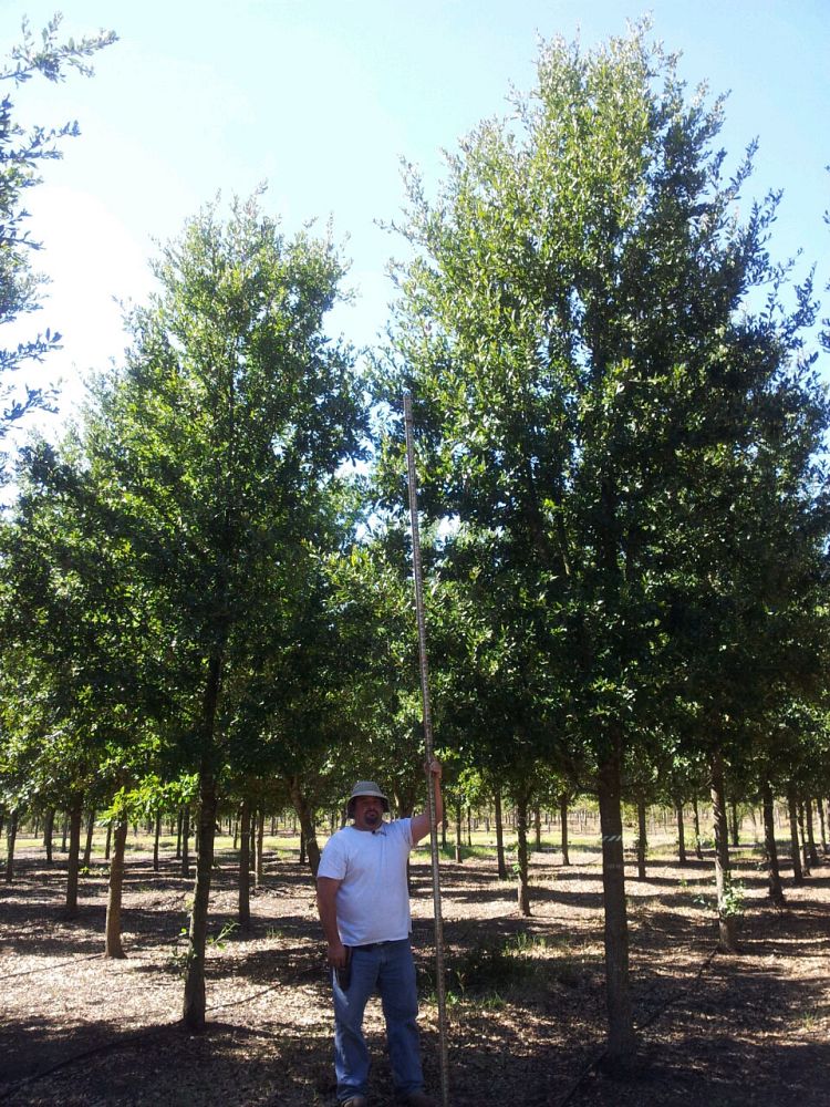 LMI Trees | plantANT.com