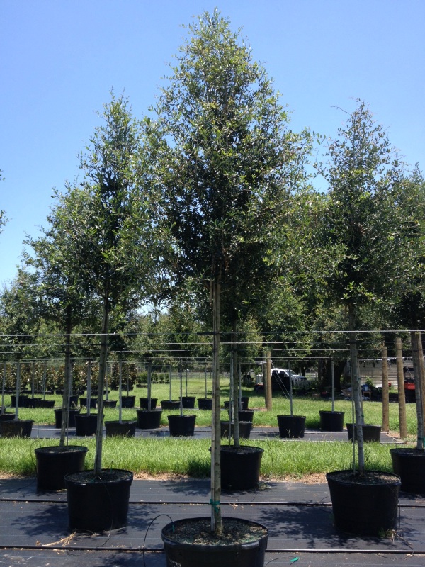 Quercus virginiana 'Cathedral', Live Oak