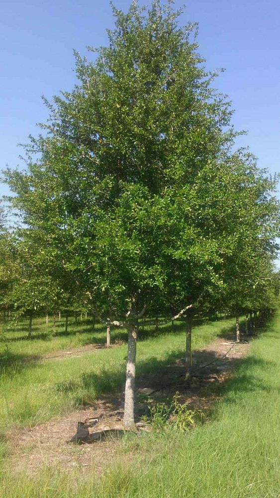 Image Gallery - Tree Trends Nursery