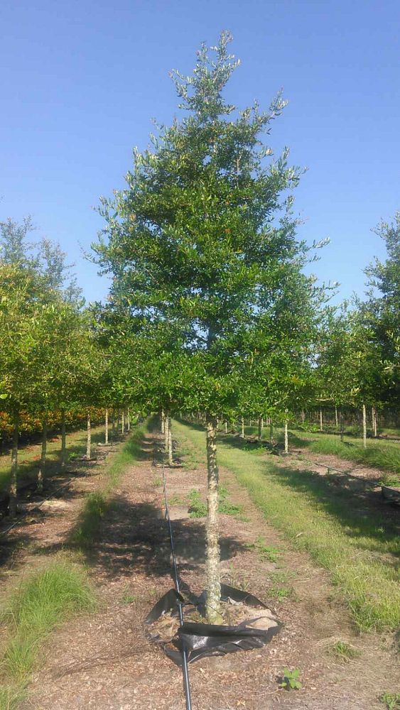 Image Gallery - Tree Trends Nursery