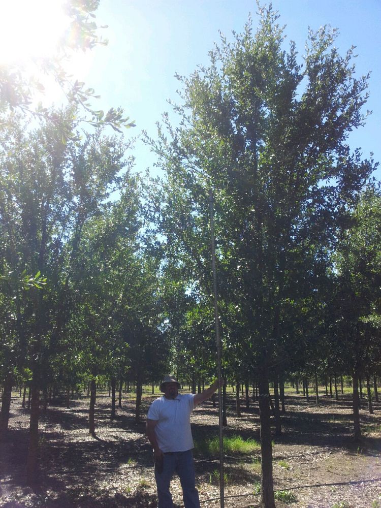 LMI Trees | plantANT.com