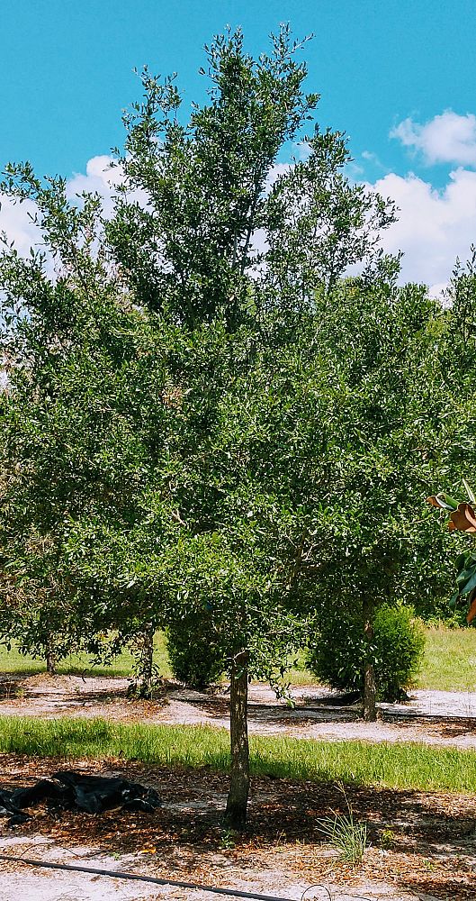 Bledsoe Family Farms | plantANT.com