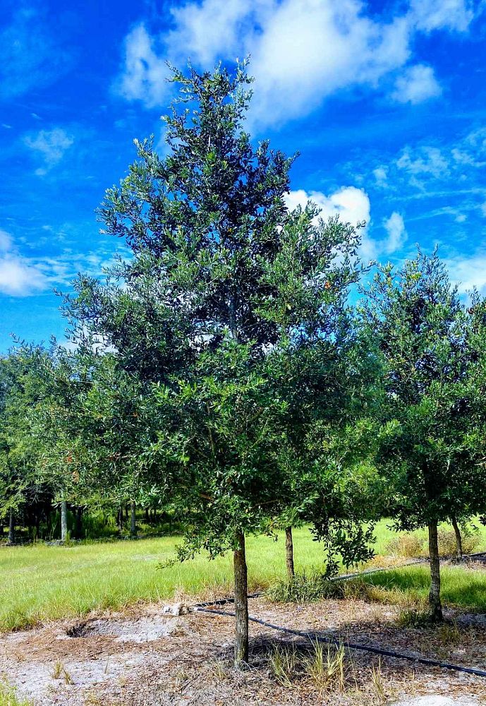 Bledsoe Family Farms | plantANT.com