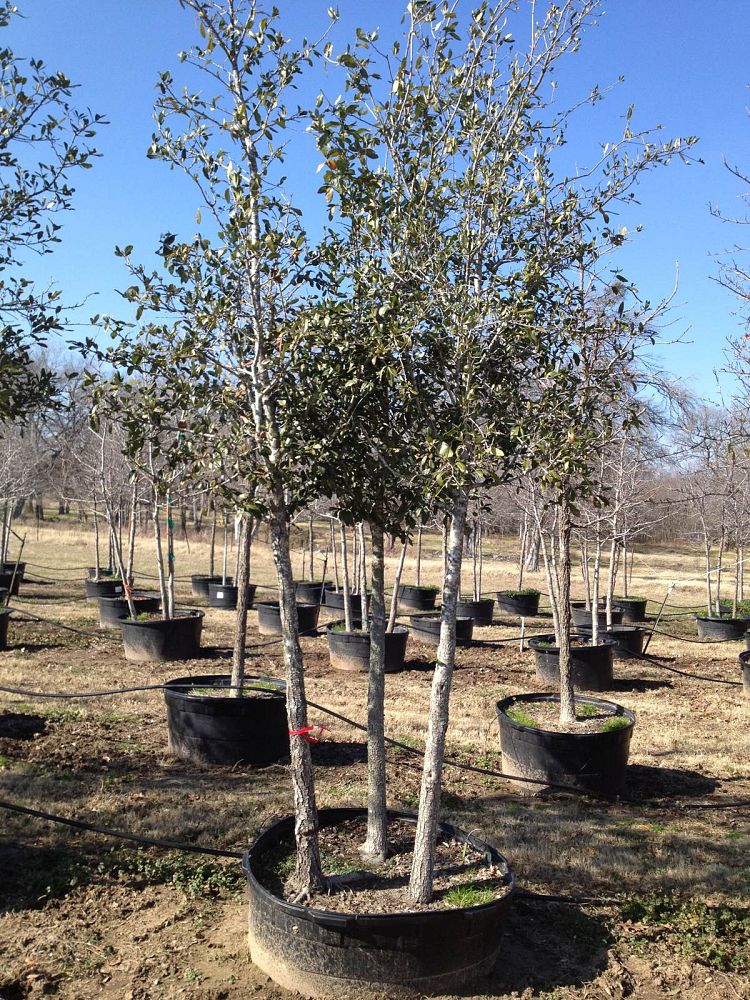 95G / 36" 3 canes, Multi Trunk, 14ft HT, 6-7ft Spr, 2.5-3in Cal