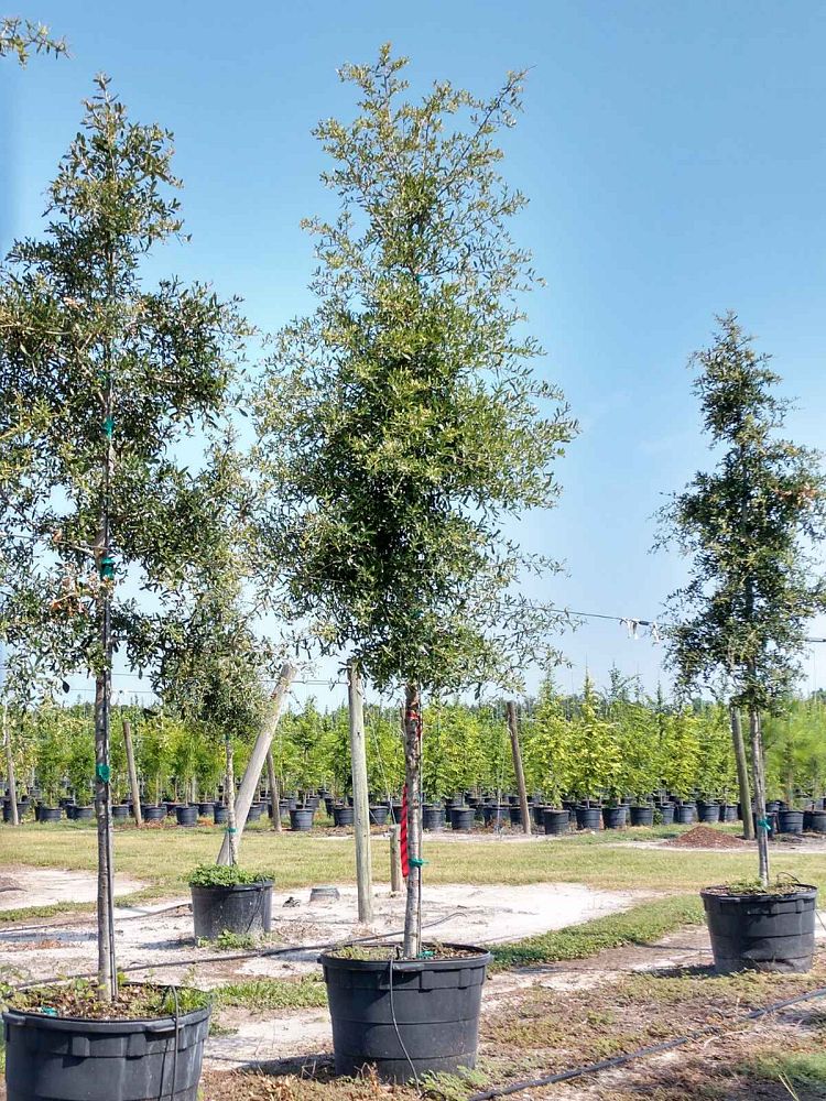 Bent Oak Tree Farm | plantANT.com