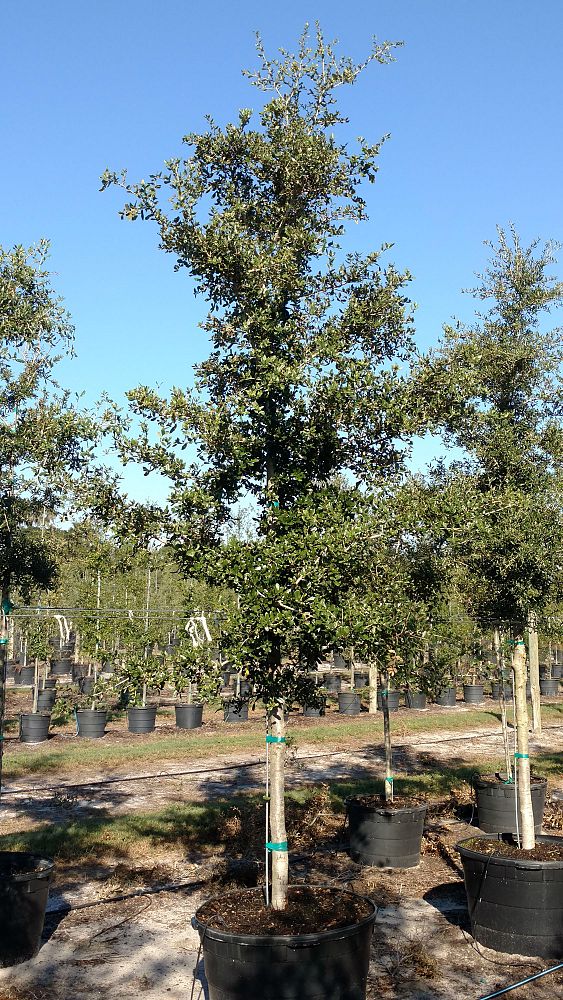 Bent Oak Tree Farm | plantANT.com