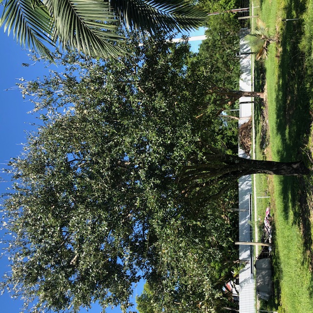 Longevity Plants | plantANT.com