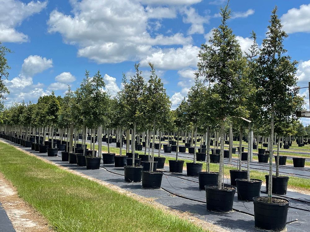 Sumter Gardens Tree Nursery | plantANT.com