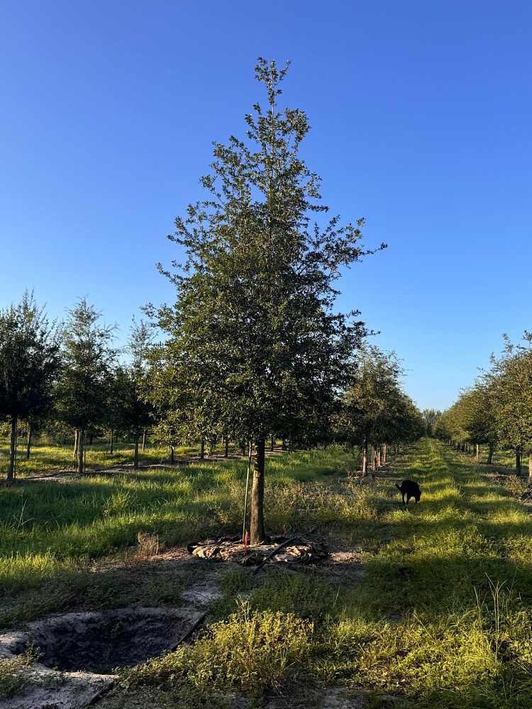 Gallery – Sebastian River Farms