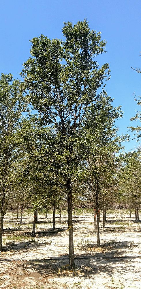 Bledsoe Family Farms | plantANT.com