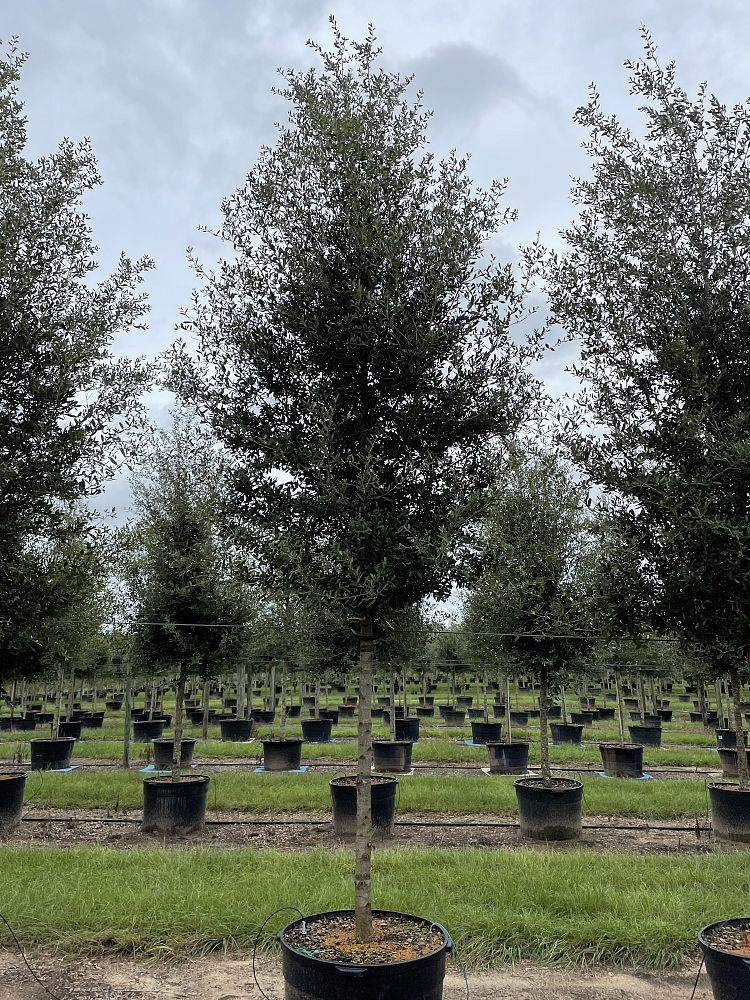 Sharp Tree Farm & Nursery | plantANT.com