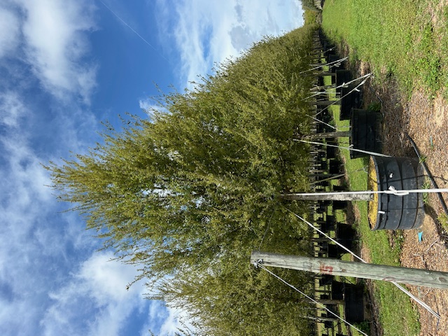 Image Gallery - Sharp Tree Farm & Nursery