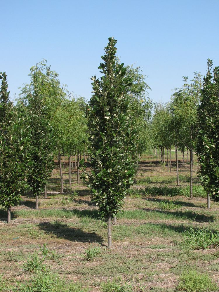 Whitetail Tree Farm | plantANT.com