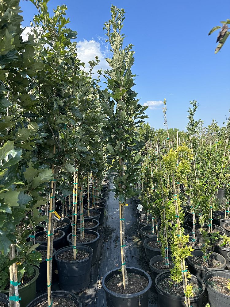 County Line Tree Farm | plantANT.com