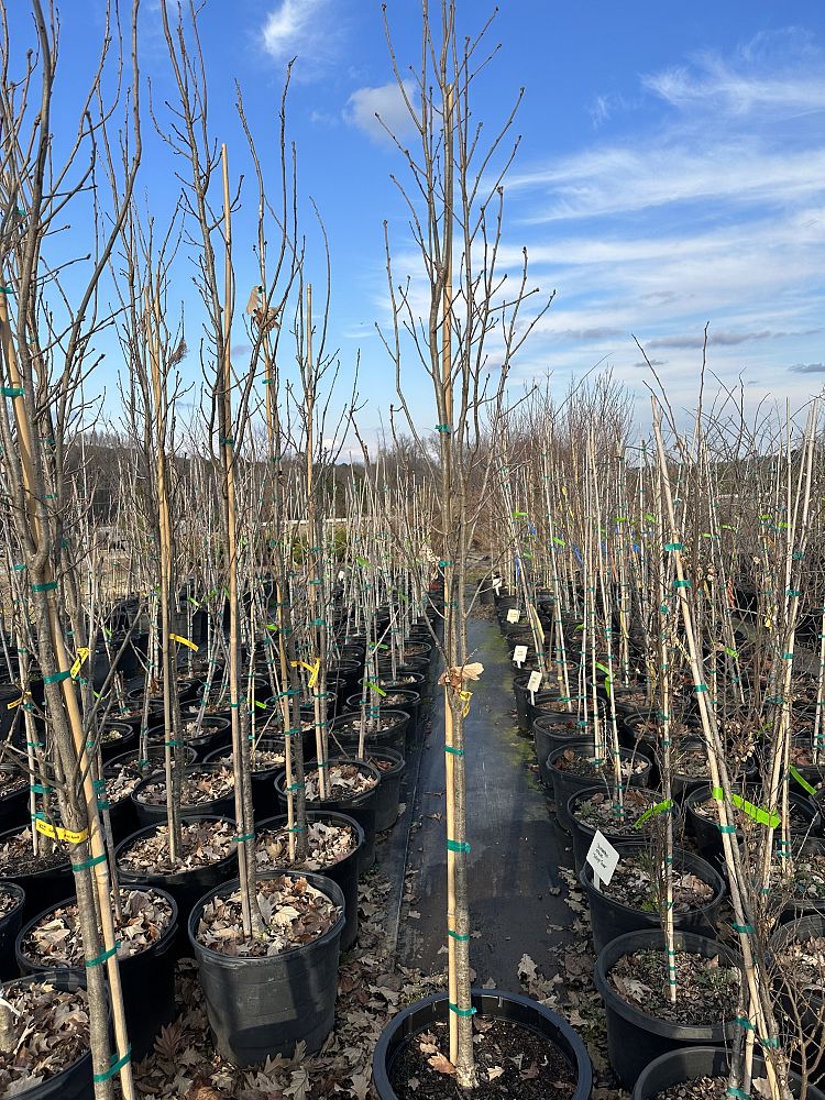 County Line Tree Farm | plantANT.com