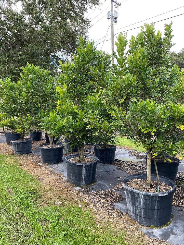 Gallery – Doug Ingram Wholesale Nursery