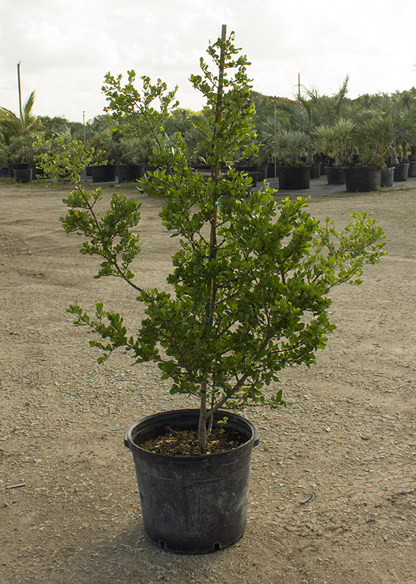 Image Gallery - Native Tree Nursery