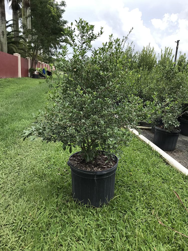 Smarty Plants Nursery LLC | plantANT.com