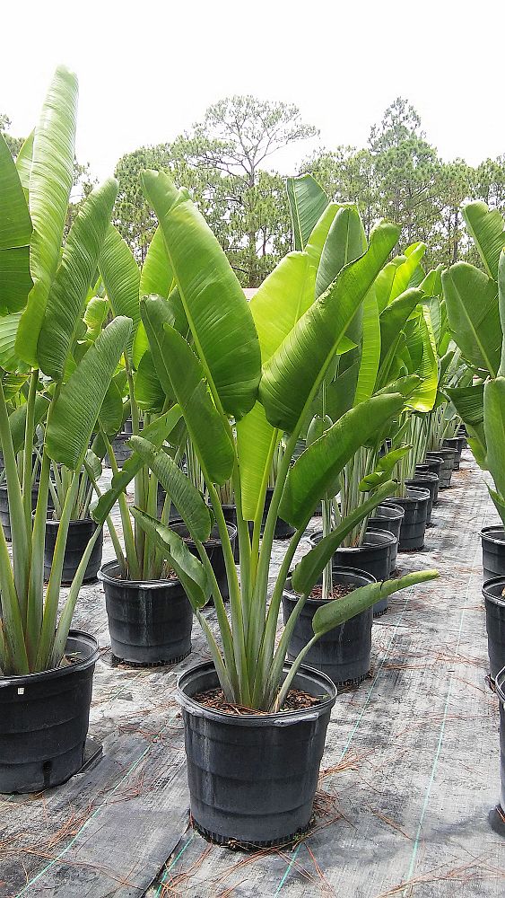 Treemendous Tree Inc. | plantANT.com