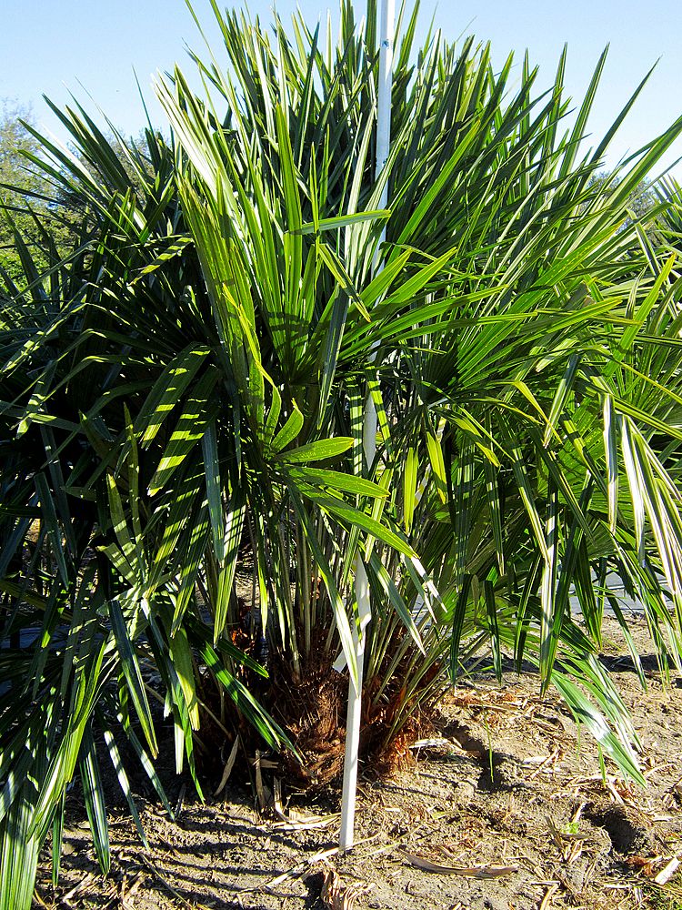 Image Gallery - Forest Grove Palms Nursery