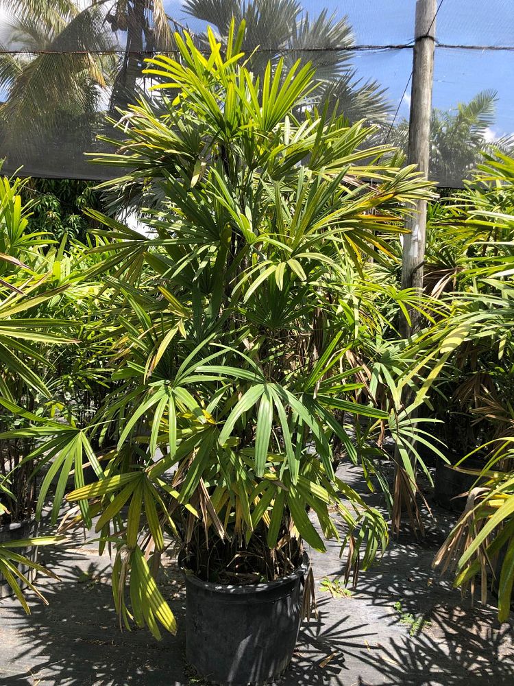 Gallery – Redland Nursery – Wholesale Nursery Homestead