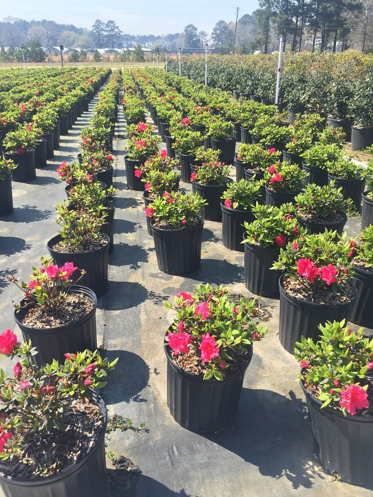 Richard's Nursery, Inc | plantANT.com