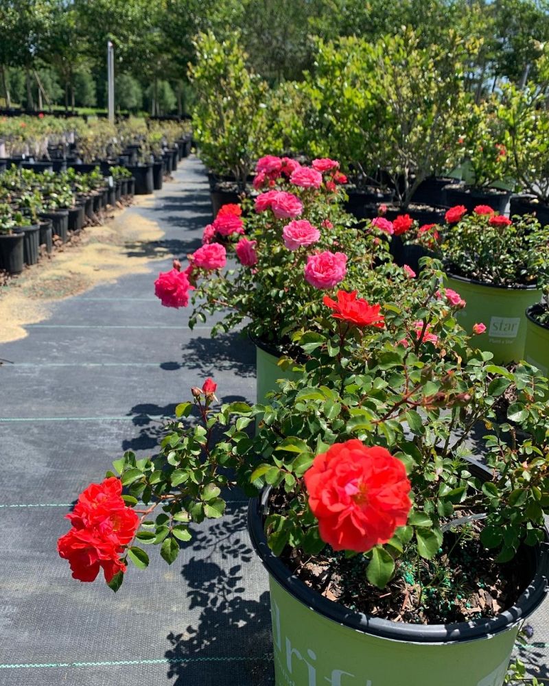 Persica Landscape-Nursery | plantANT.com