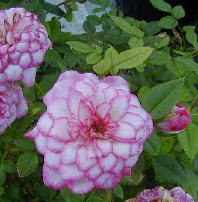 Bill Moore & Co. Inc. | plantANT.com