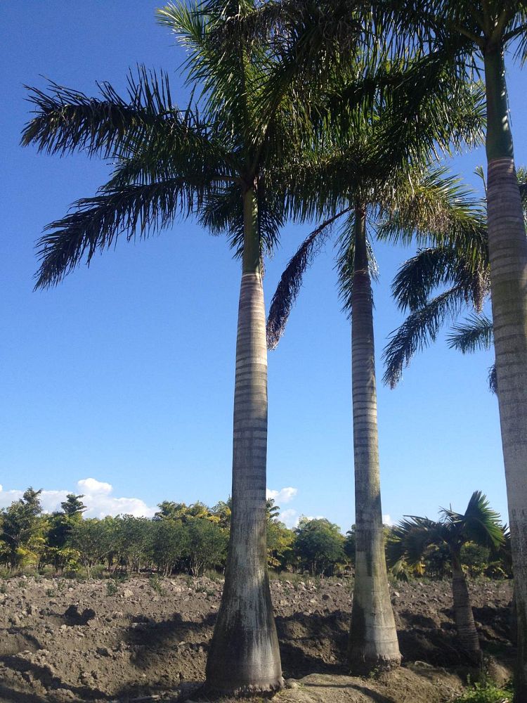 Florida Tree Farms, Inc. | plantANT.com