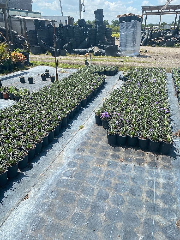 Image Gallery - Tadala's Nursery