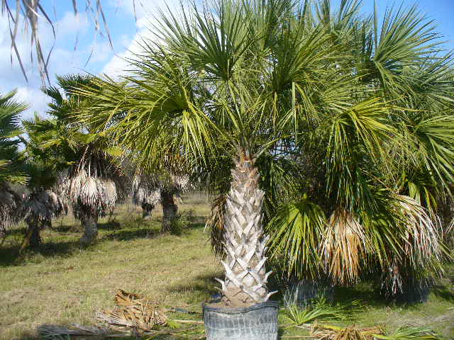 Rosehill Texas LLC | plantANT.com